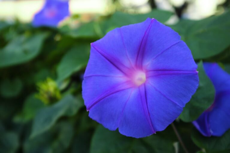 Iriya Asagao Matsuri: Tokyo's Morning Glory Festival